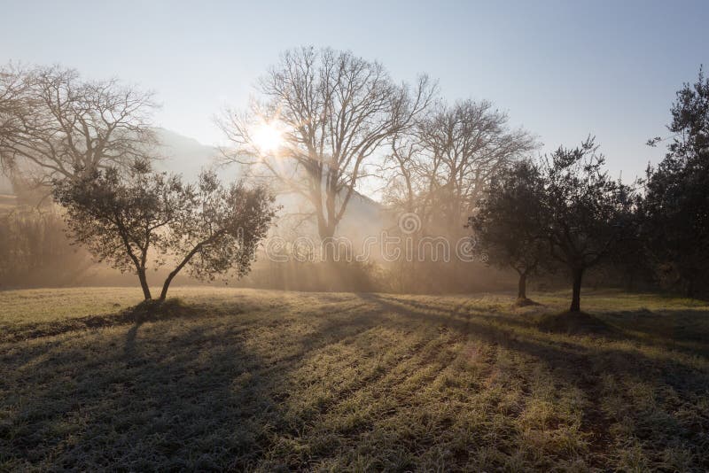 Powerful Sun Rays Cutting through the Mist at Dawn, in the Midst Stock ...