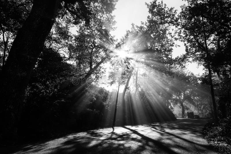 Powerful Sun Rays Cutting through the Mist on a Road, in the Midst of ...