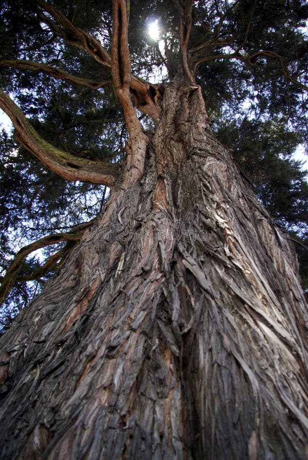Powerful tree stock image. Image of downtown, tree, bark - 97772959