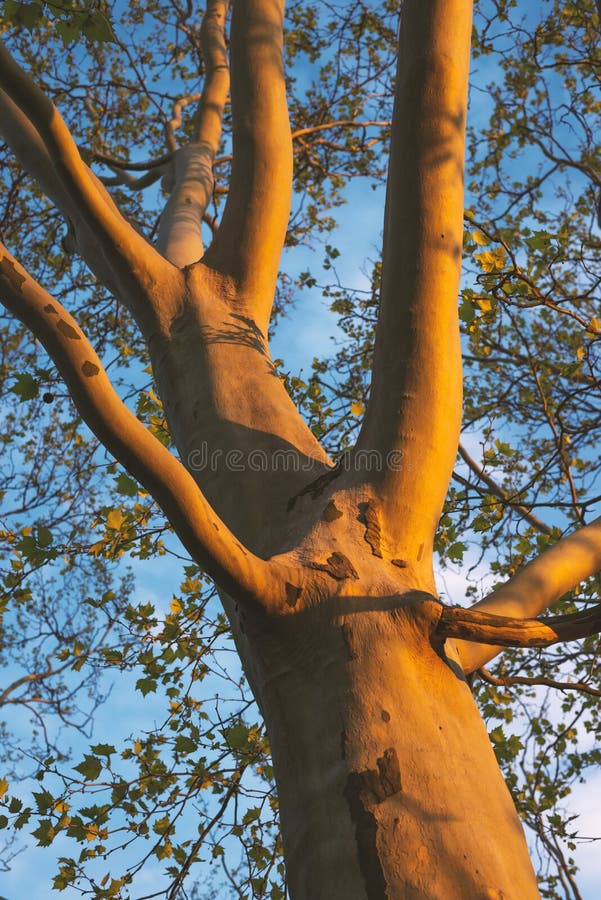 Powerful tree by evening stock image. Image of foliage - 198953027