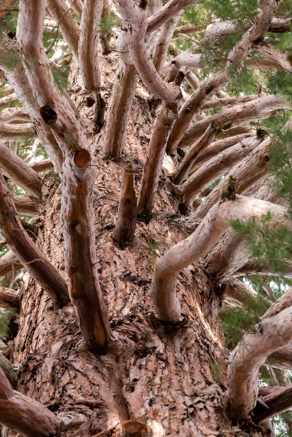 Powerful Old Tree in the Snow. Stock Photo - Image of dark, rural: 27949324