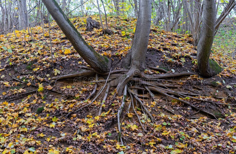 Powerful Tree Roots on the Surface of a Forest Hill. Stock Image ...