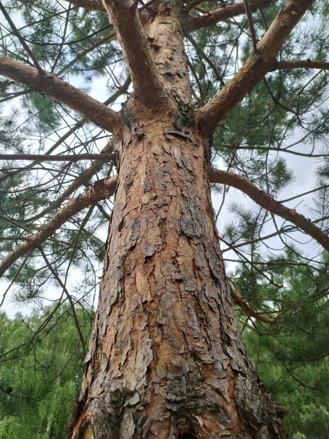 Powerful tree trunk stock photo. Image of wood, powerful - 265543262 Powerful tree trunk stock photo. Image of wood, powerful - 265543262
