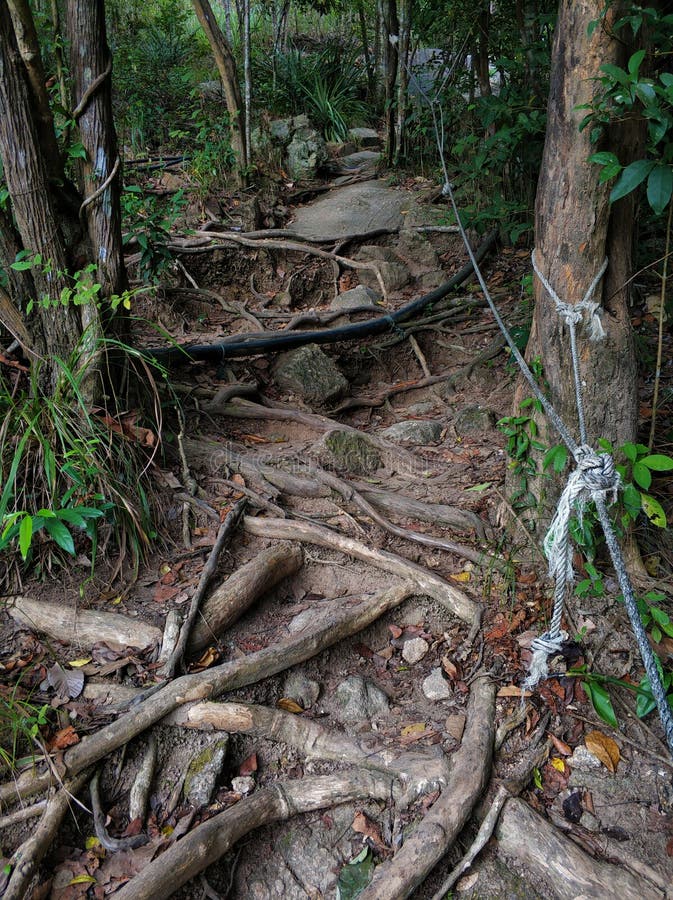 Powerful Trees in the Jungle. Large Strong Roots Stock Photo - Image of ...