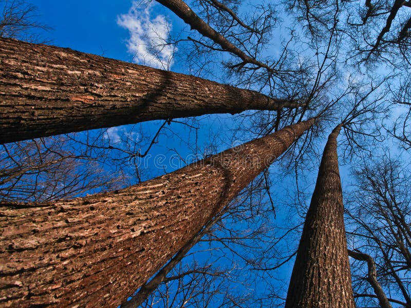 Powerful Trees Rush into the Blue Sky in the Spring. Stock Image ...