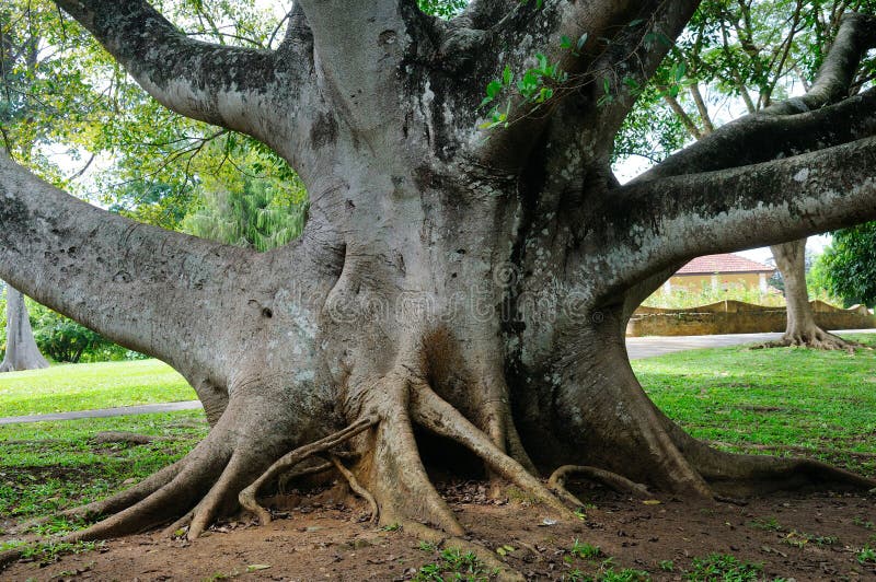 Powerful Trunk and L Roots of the Ficus Tree Stock Image - Image of ...