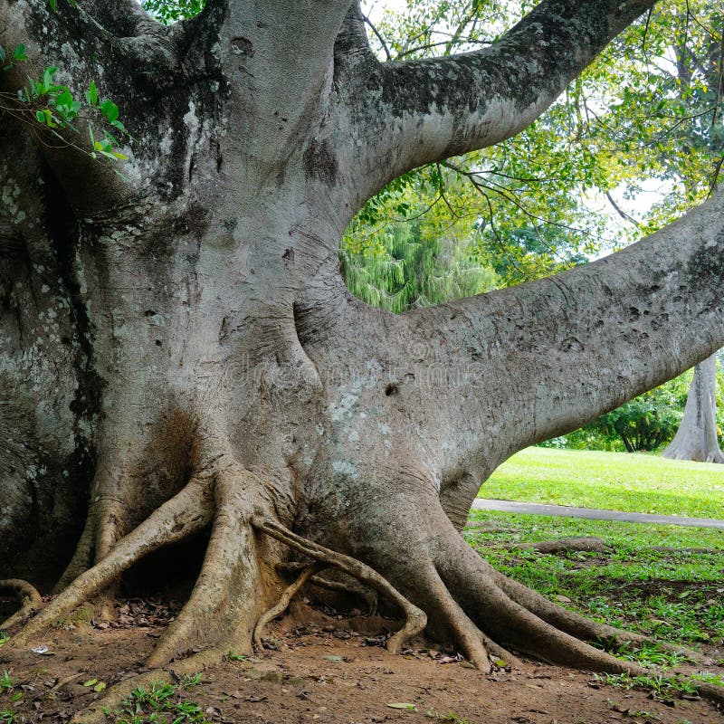 Powerful Trunk, Roots and Branches of an Old Ficus. Sri Lanka Stock ...