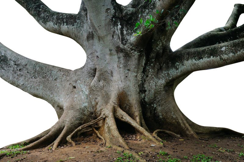 Trunk of Ficus with Many Branches Stock Photo - Image of lonely ...