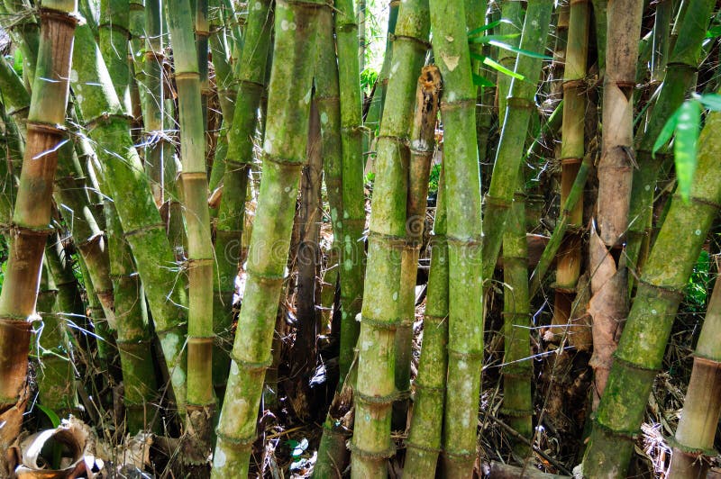 Powerful trunks of bamboo. stock image. Image of garden - 133951255