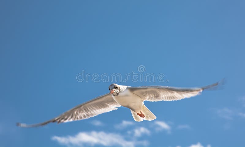 Powerful wing beat stock photo. Image of open, flap, power - 34864510