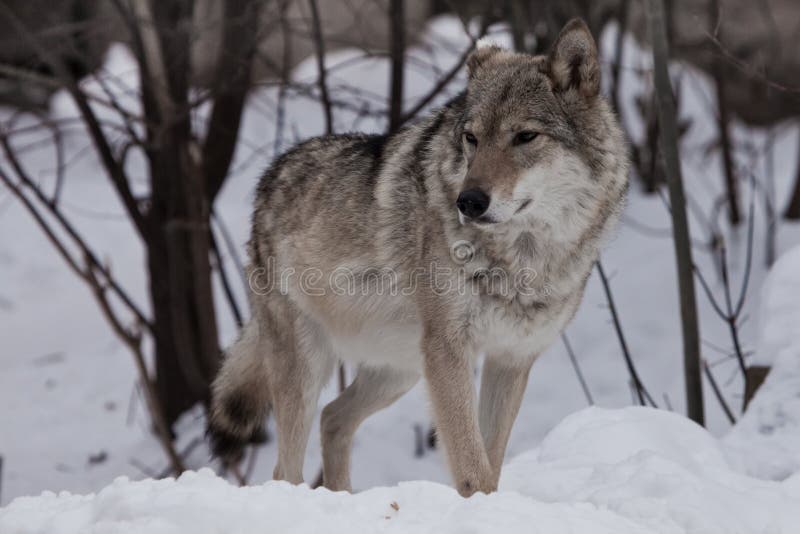 Powerful Wolf Stands Proudly and Looks Forward Full Face on the Snow in ...