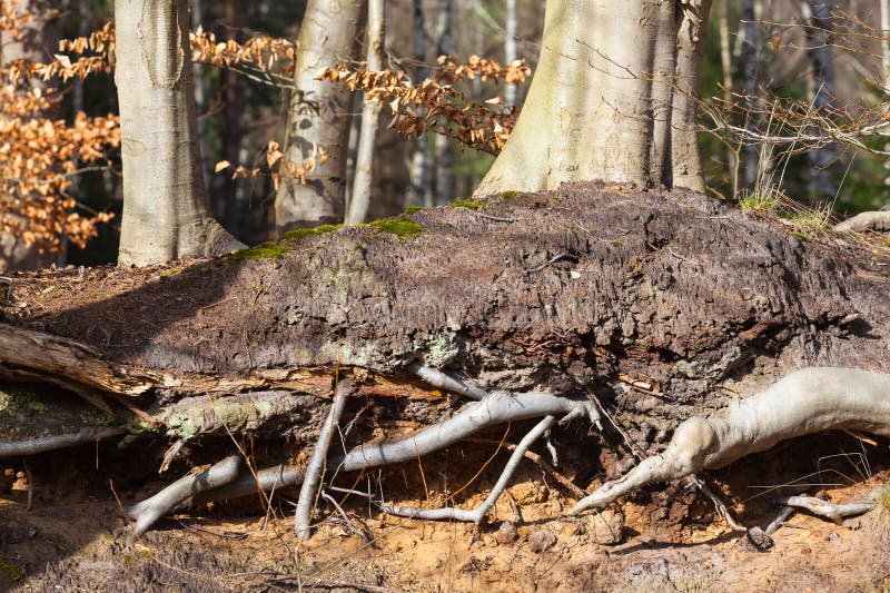 Powerful Wooden Root Network Stock Image - Image of ecology, autumn ...