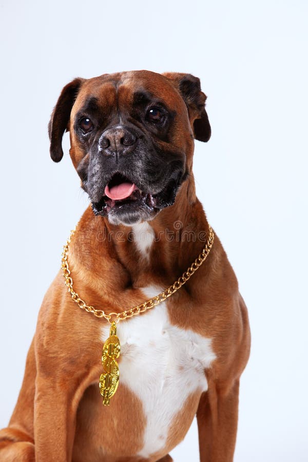 Rapper boxer dog stock image. Image of gold, isolated - 314654501