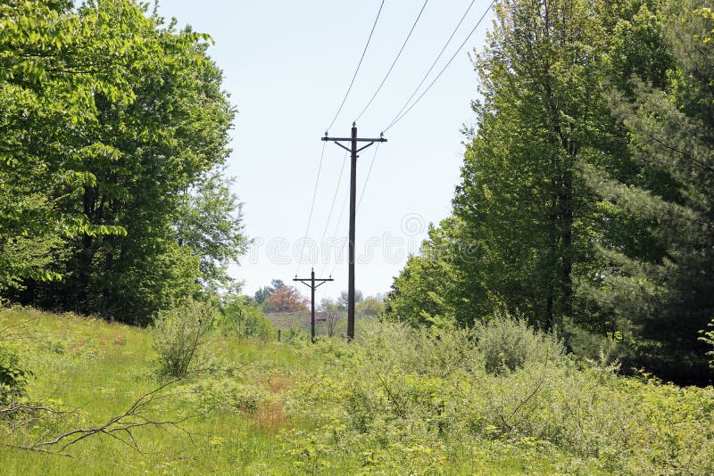 Powerline through the Trees Stock Image - Image of green, powerline ...