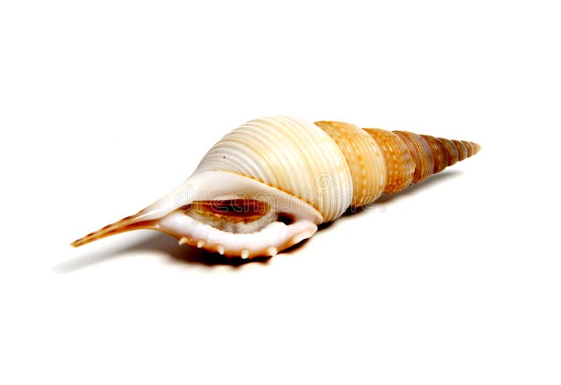 Powisi de la tibia imagen de archivo. Imagen de tiza - 110939955