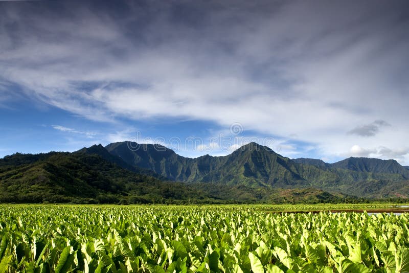 Poy field stock photo. Image of clean, outside, environment - 7774762