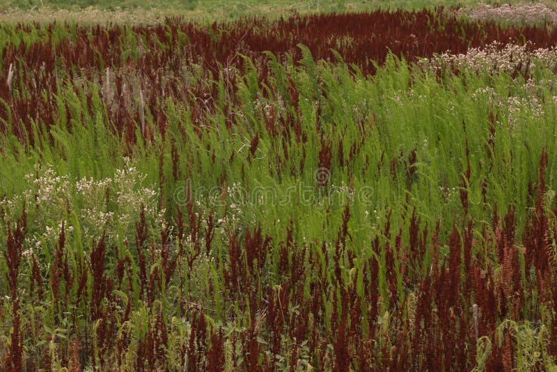A Field of Colorful Grasses Stock Image - Image of grasses, volunteer ...