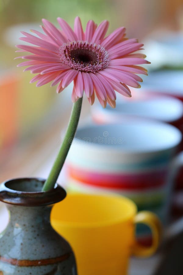 PPink Gerbera, Barberton Daisy in a Vase in the Kitchen among the Line ...