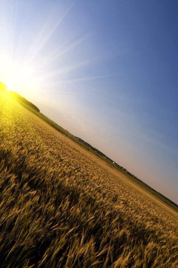 Het Landschap Van Het Land Met Het Kweken Van Tarwe Stock Foto - Image ...