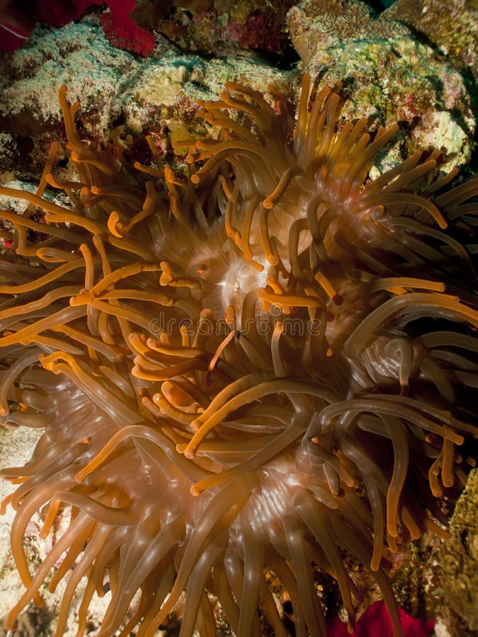 Prachtige Rode Anemoon Met Anemonefish Stock Afbeelding - Image of dier ...