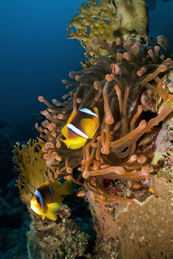 Prachtige Rode Anemoon Met Anemonefish Stock Afbeelding - Image of ...