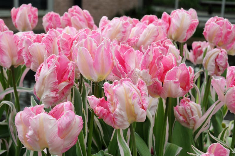 Gebied Van Gebloeide Tulpen En Roze Tulpen In Nederlands Aardplatteland ...