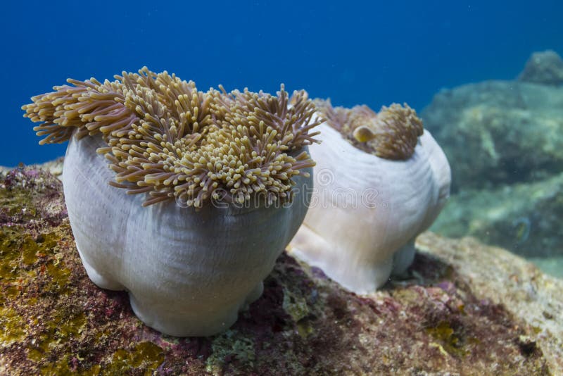 Prachtige Zeeanemoon (Heteractis Magnifica) Stock Foto - Image of ...