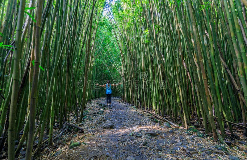 Practicing Yoga in a Bamboo Forest Stock Image - Image of landscape ...