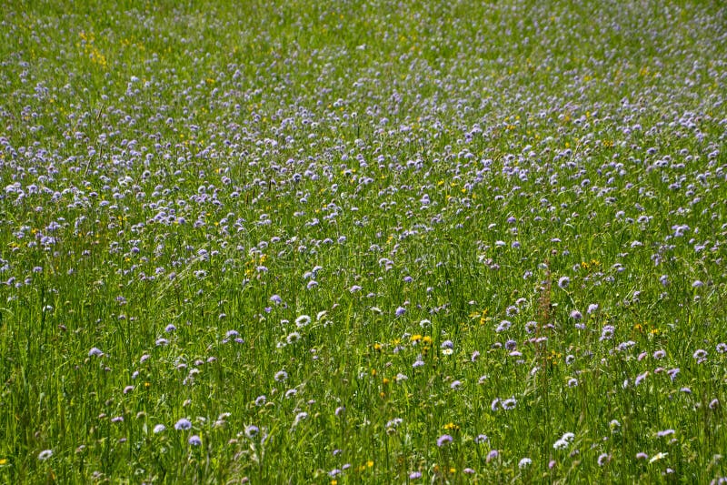 Pradera Con Flores Moradas Para Fondo Foto de archivo - Imagen de flora ...