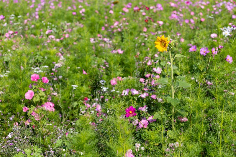 Pradera Con Hermosas Flores Para Usar Como Fondo Foto de archivo ...