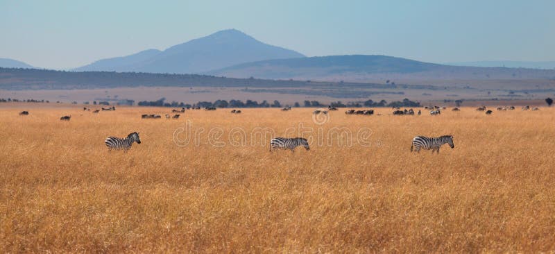 Hierba de pradera africana foto de archivo. Imagen de cielo - 46455988