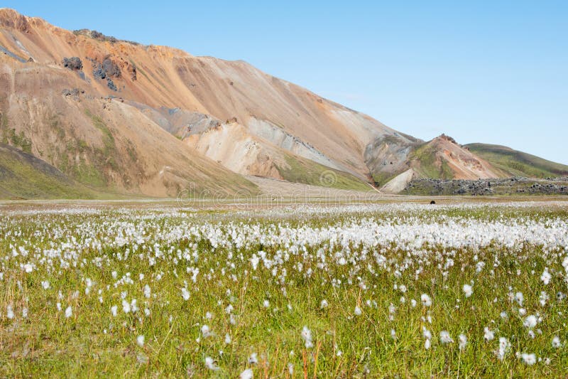 Pradera Islandesa Con Flores Blancas Imagen de archivo - Imagen de ...