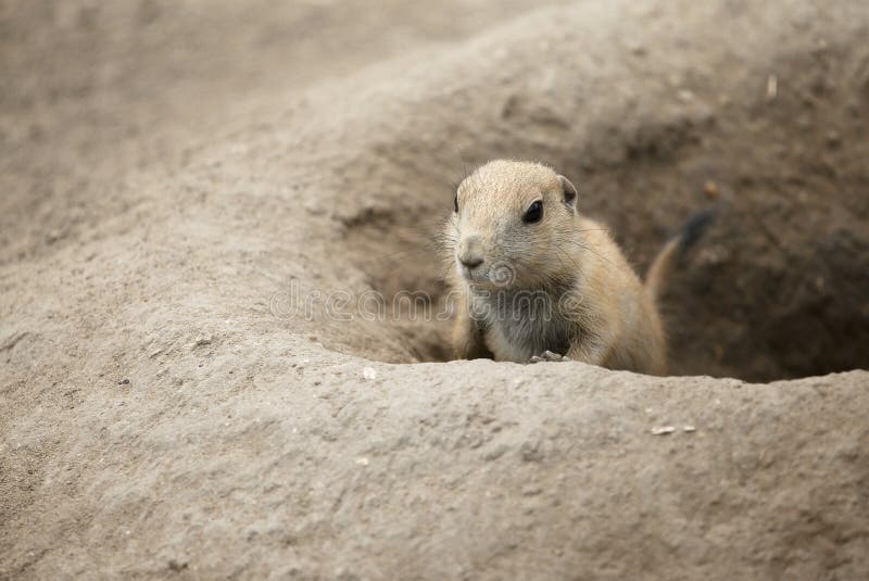 Mexicanus Mexicano Del Cynomys Del Perro De Las Praderas Foto de ...
