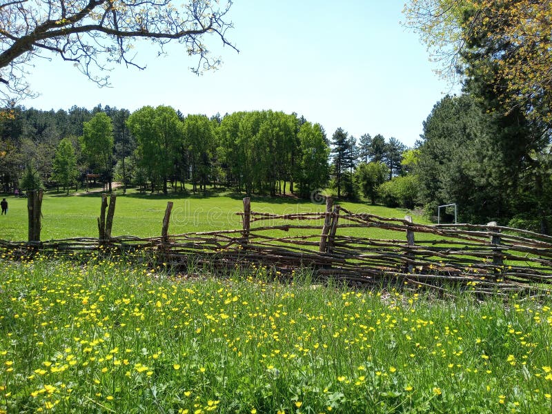 Pradera Primaveral Con Flores Amarillas Imagen de archivo - Imagen de ...