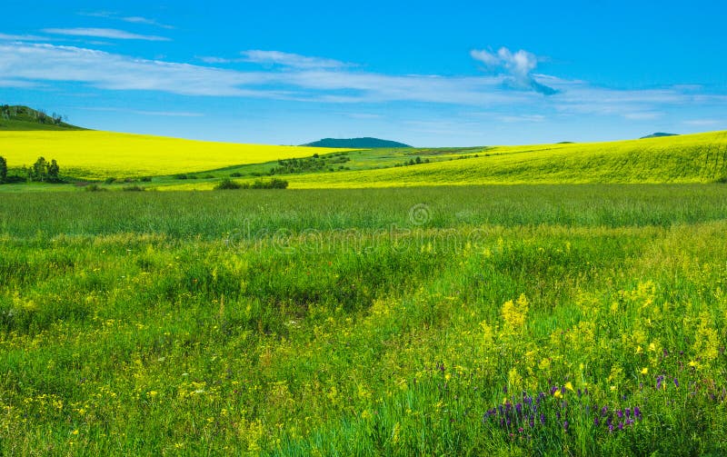 Pradera verde extensa imagen de archivo. Imagen de paseo - 107289449