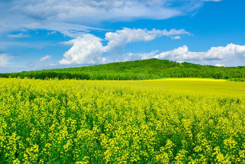 Pradera verde extensa imagen de archivo. Imagen de paseo - 107289449