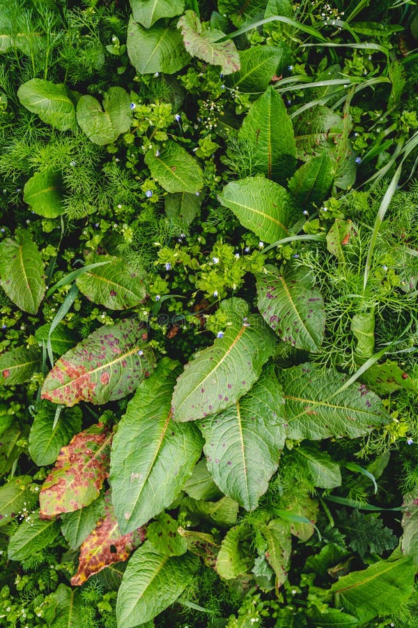 Pradera verde imagen de archivo. Imagen de brillante - 181521989