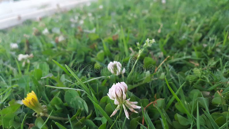 Pradera Verde Salvaje Con Flores Diferentes Foto de archivo - Imagen de ...