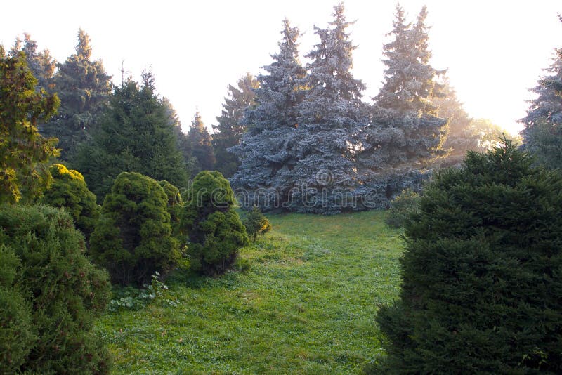 Prado imagen de archivo. Imagen de prado, belleza, claro - 3527003