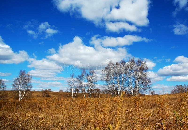 Estepa En Ucrania Plantas De La Estepa Borysthenica De Stipa Valesiaca ...
