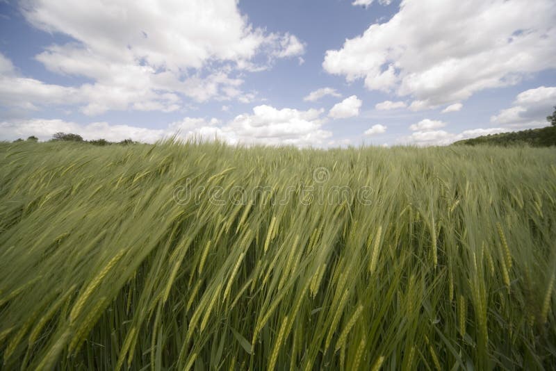 Prado imagen de archivo. Imagen de crecimiento, planta - 799597