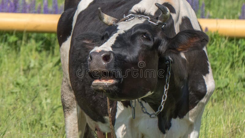 637 Fotos de Stock de Vaca Com Boca Aberta - Fotos de Stock Gratuitas e ...