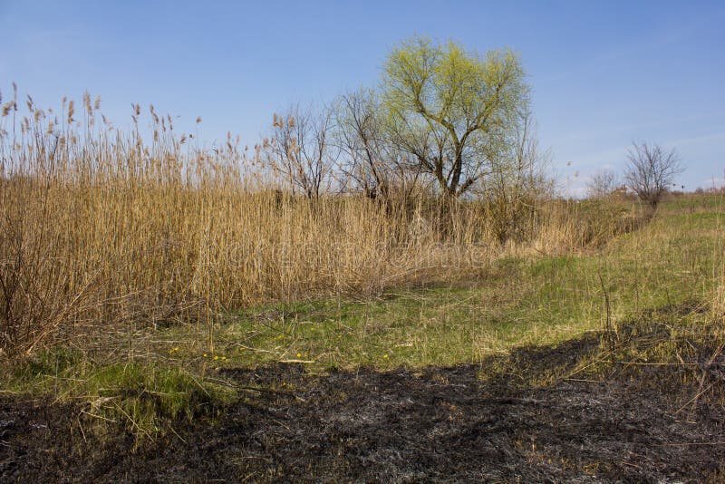 Prado Chamuscado De La Hierba Foto de archivo - Imagen de extracto ...