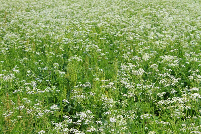 La Cicuta Verde Manchada Planta El Conium Maculatum Imagen de archivo ...