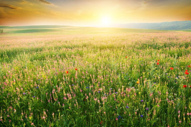 Prado Primaveral De Flores Violetas Imagen de archivo - Imagen de ...