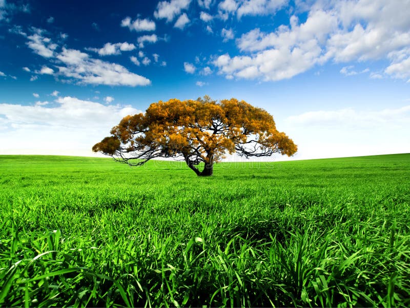 Campo verde del país imagen de archivo. Imagen de prado - 2305069