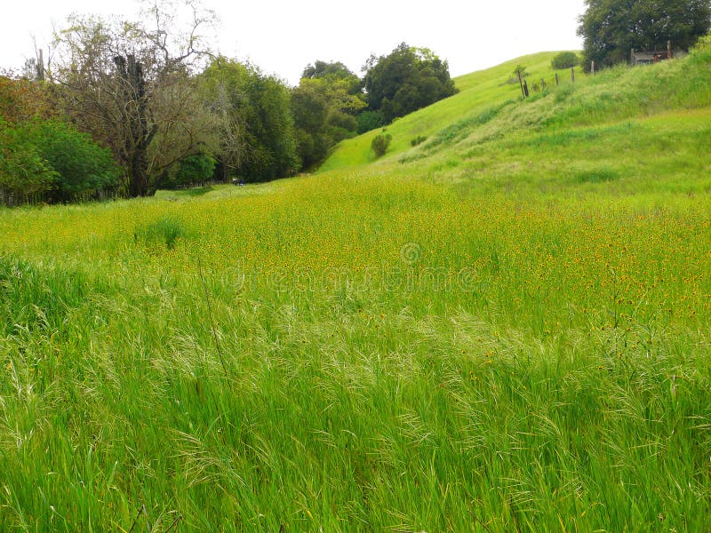 Prado verde imagen de archivo. Imagen de soplo, colina - 4744113