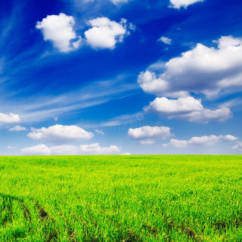 Prado verde foto de archivo. Imagen de hierba, claro, exterior - 6448562