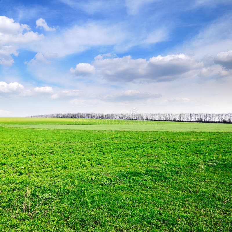 Prado verde foto de archivo. Imagen de exterior, celaje - 7475776