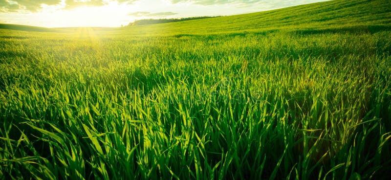 Prado Verde Debajo Del Cielo Azul Foto de archivo - Imagen de césped ...
